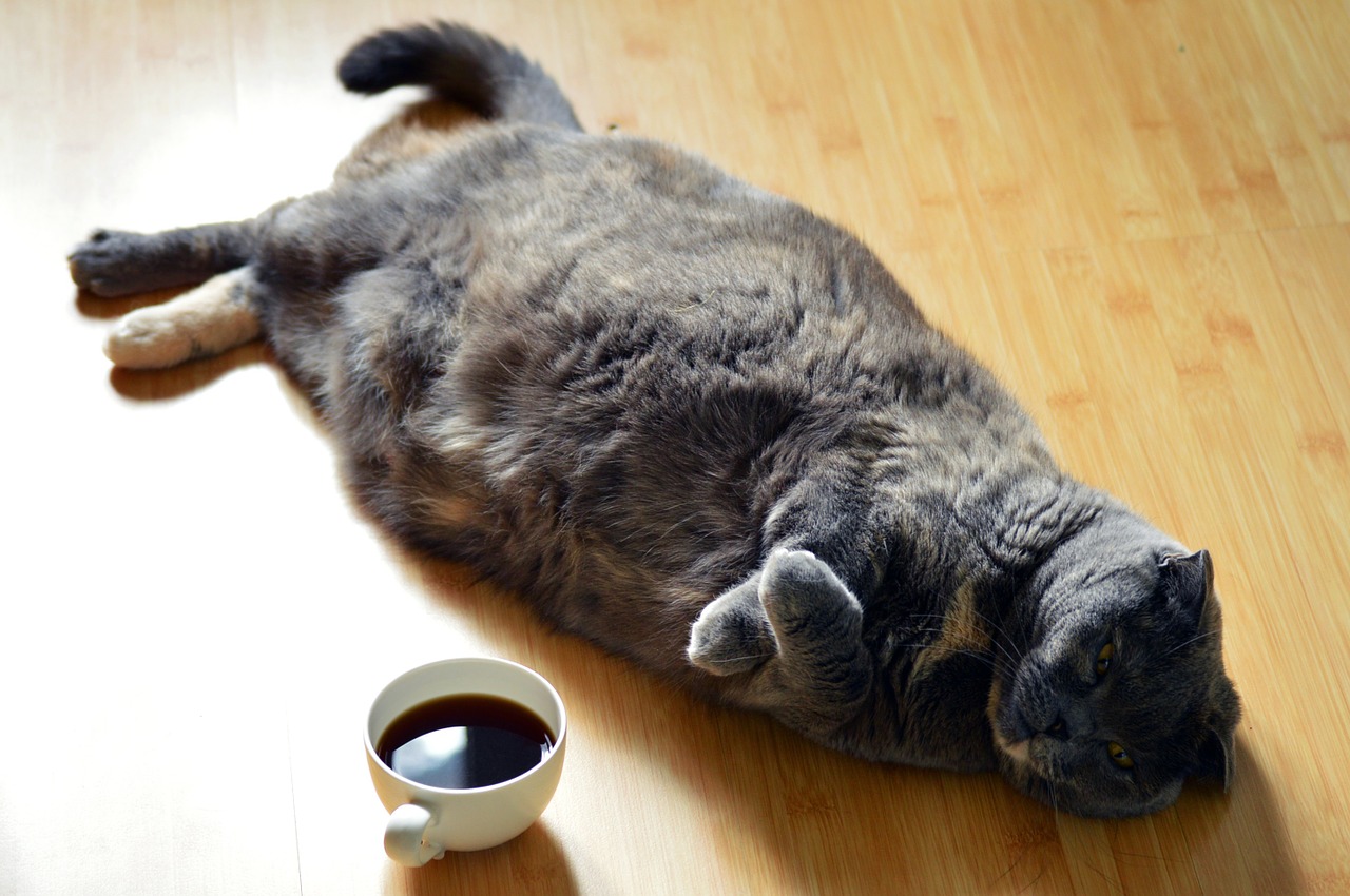 Finding the Ideal Weight for Your Pet - Animal Medical Center Wyoming