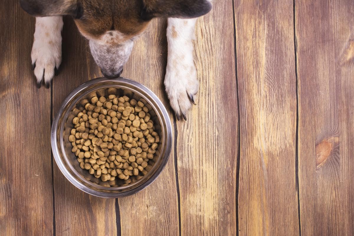 Finding The Right Food For Your Pet - Animal Medical Center of Wyoming