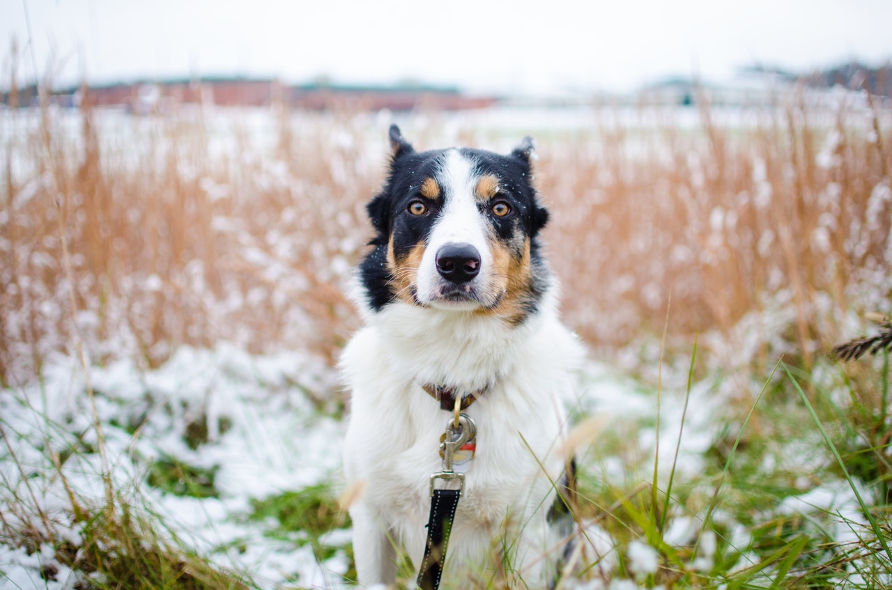 5 Tips for Stormy Spring Walks - Animal Medical Center of Wyoming