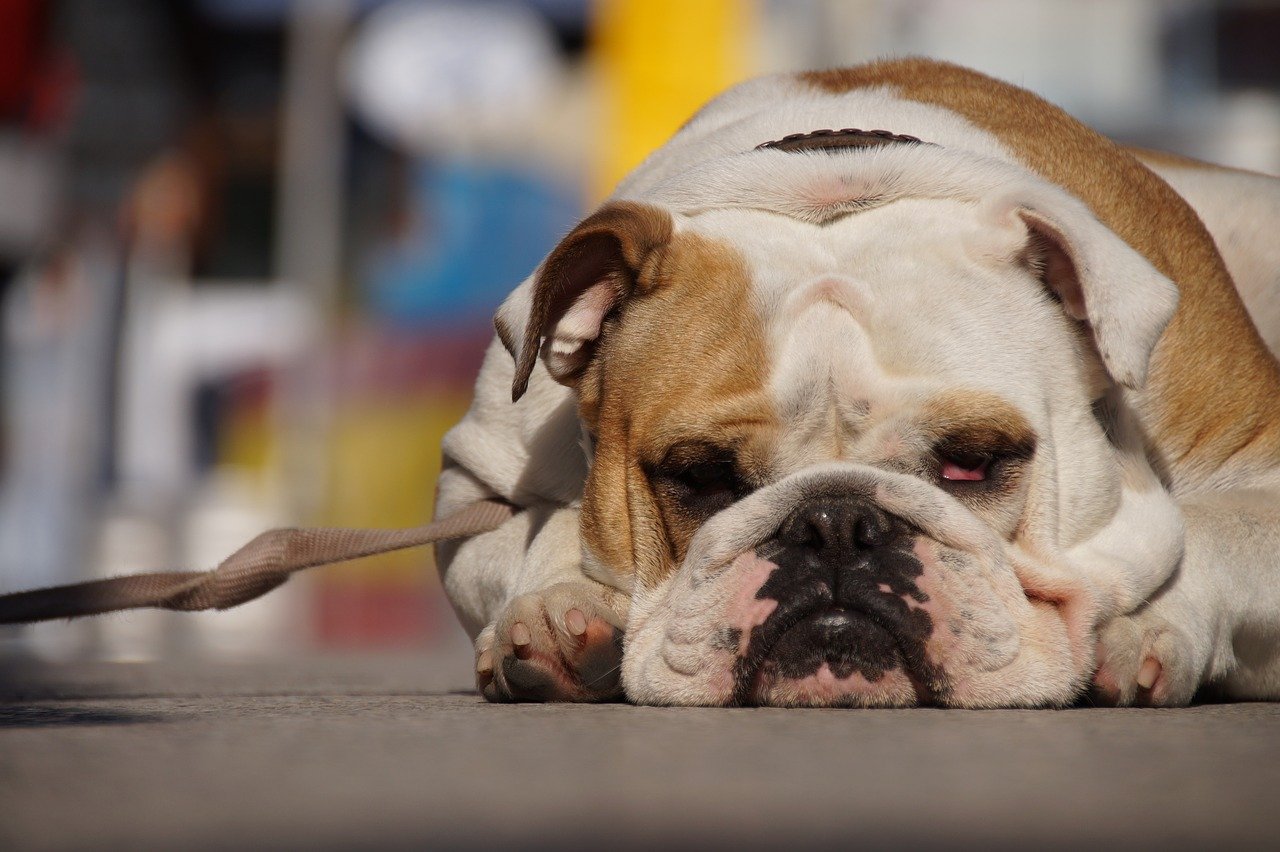 Steps to Desensitizing Your Pet to Fireworks - Animal Medical Center of ...