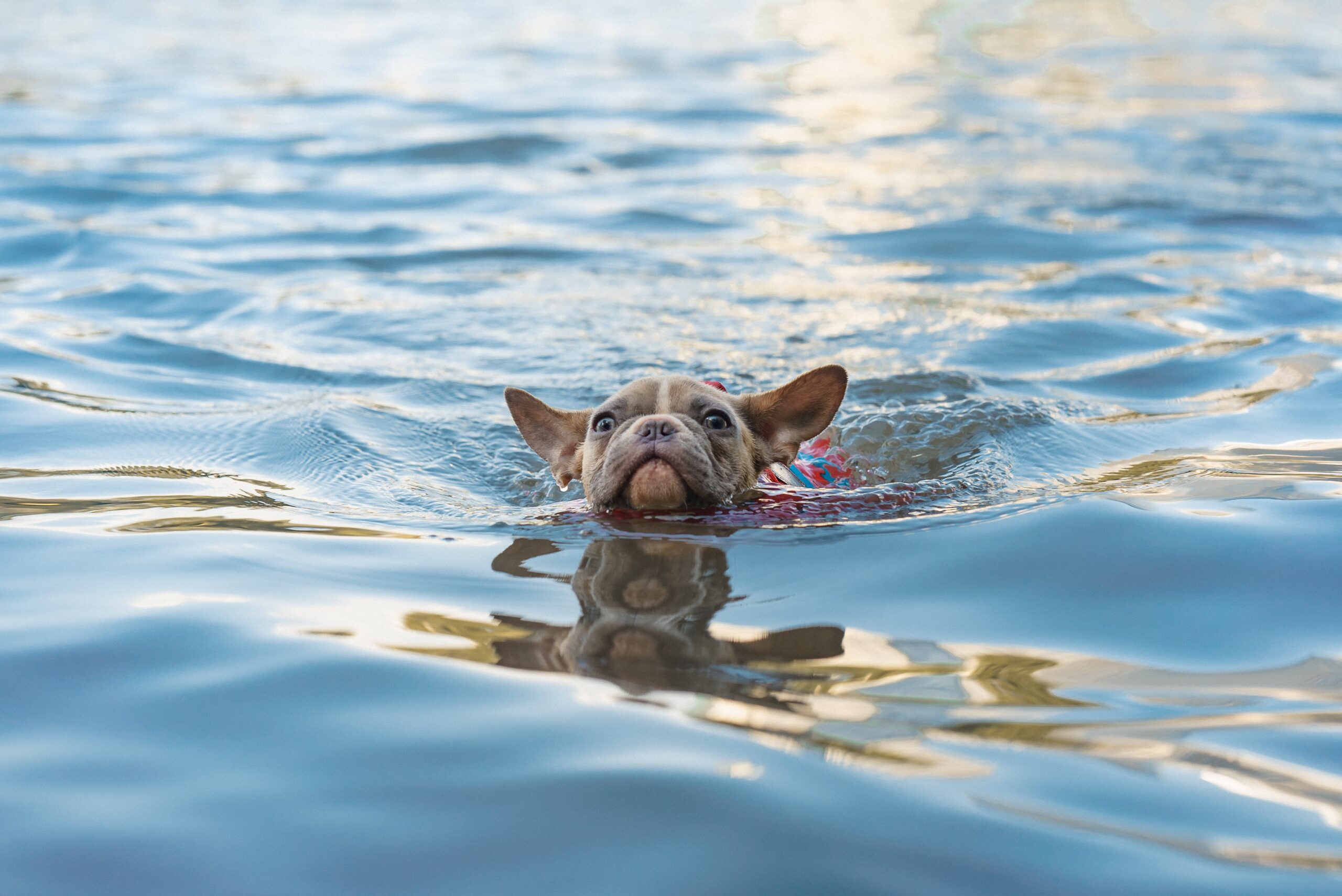 Guidelines for Ensuring Safe Swimming Sessions With Your Pet - Animal ...