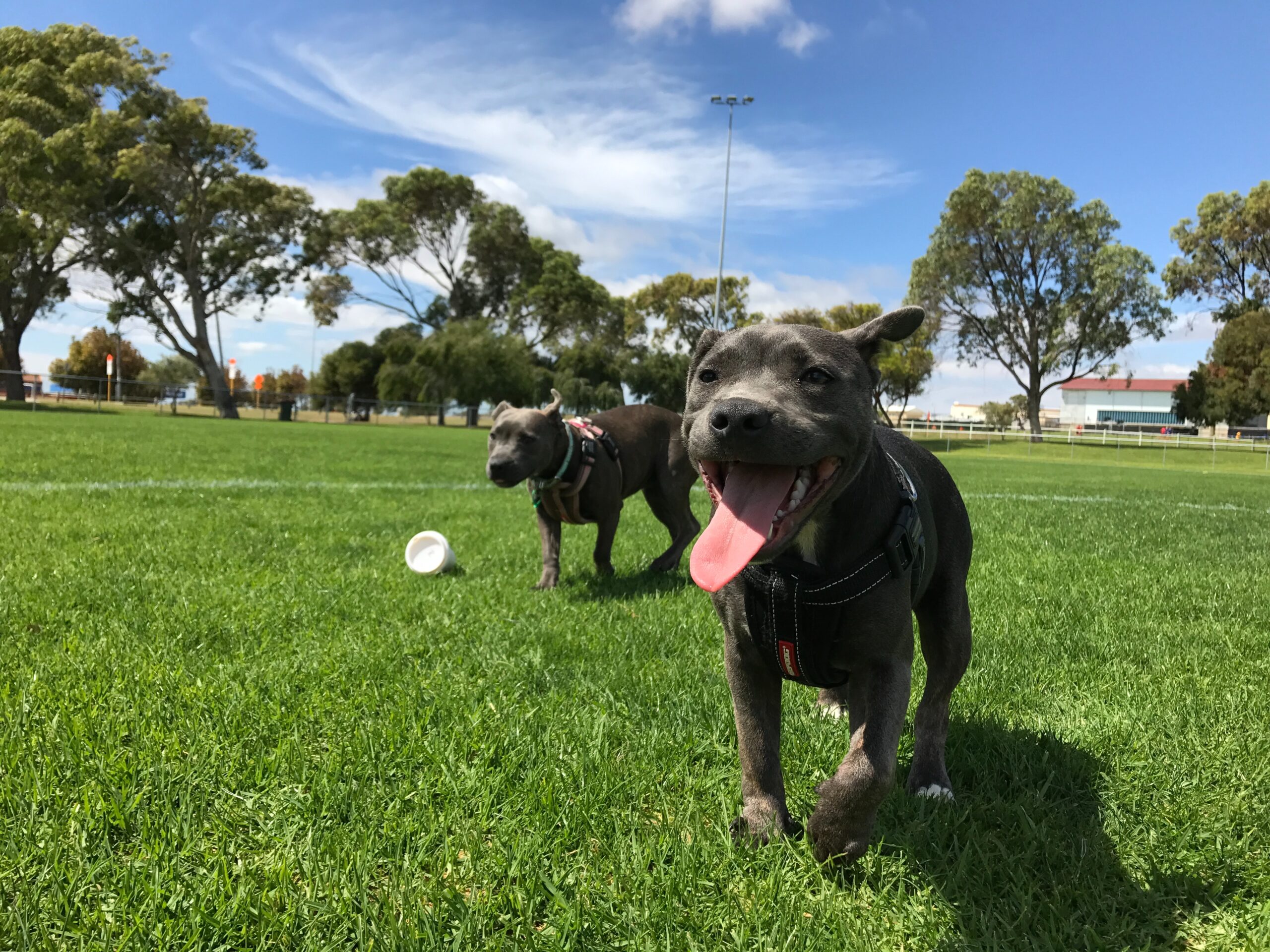 Ensuring Dog Park Safety: Essential Tips to Keep Your Canine Companion ...
